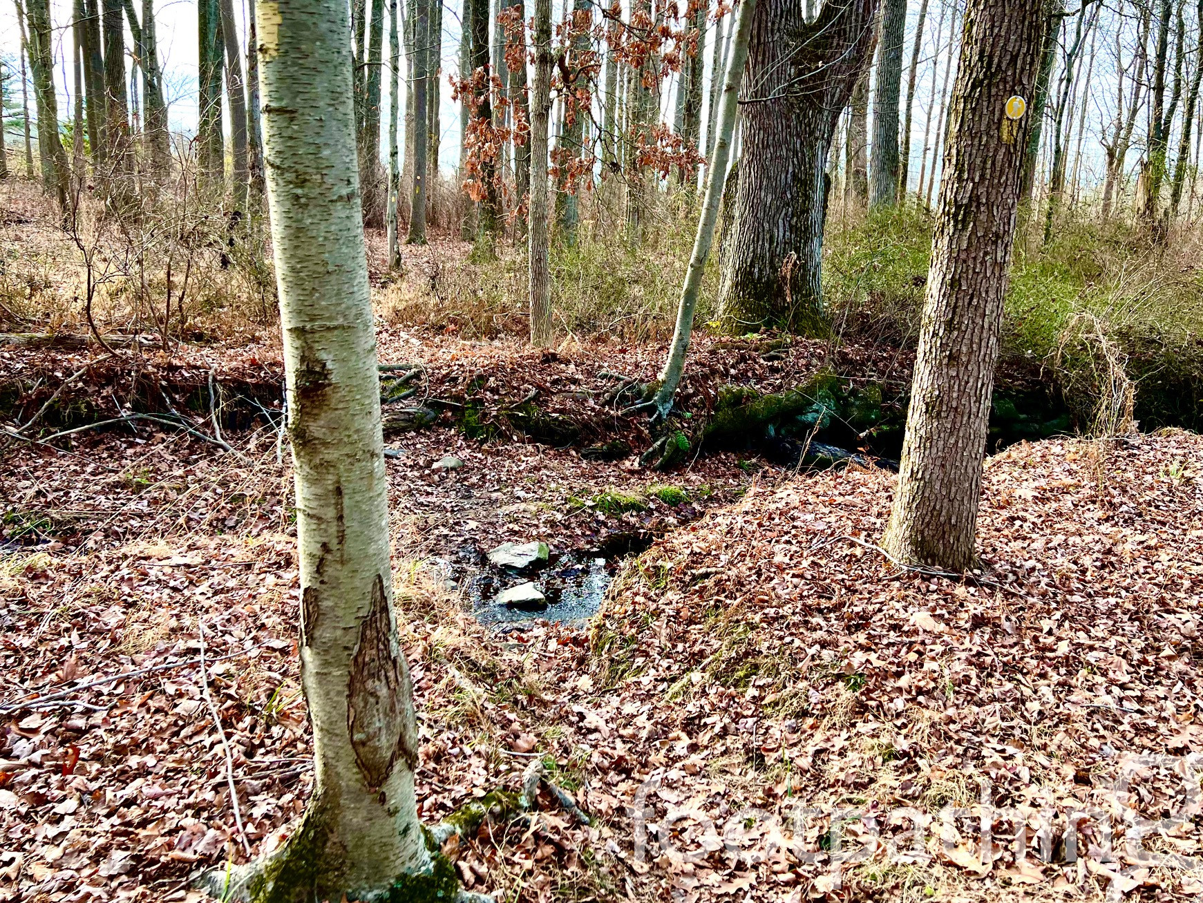 Reinhardt Forest Preserve Trail | footpathing