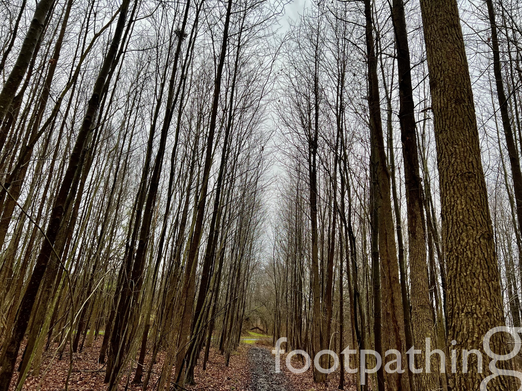 Shallow Brook Woods | footpathing