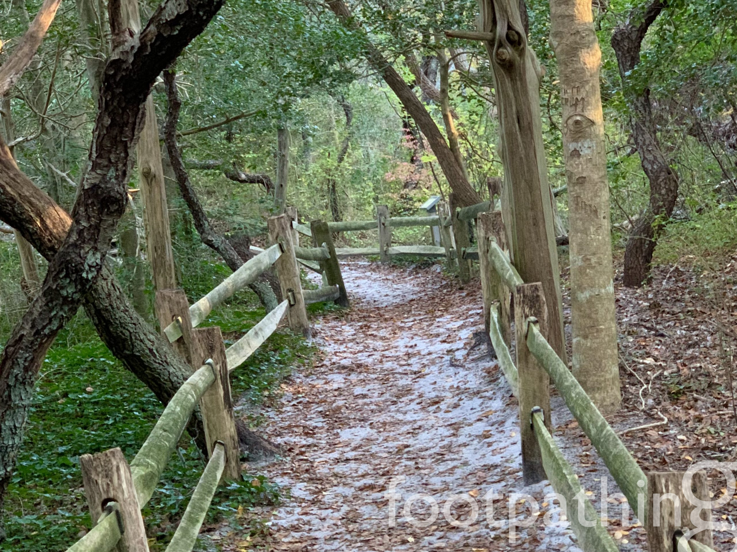 Barnegat Light Secret "Maritime Forest" Passage Trail | footpathing