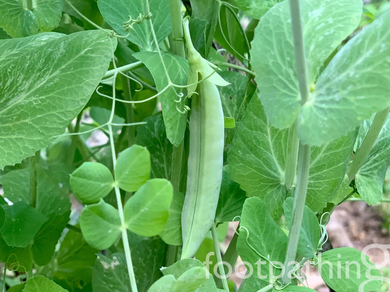 Pea Teepee | footpathing